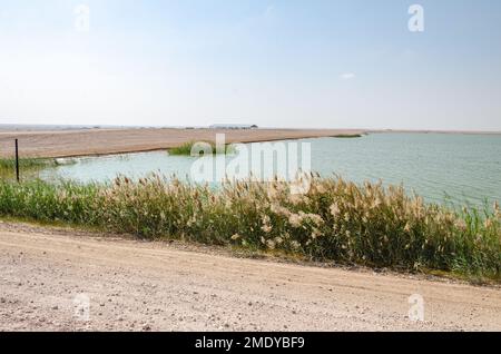 Al Karanaa Lagoon, a stopover for migratory birds in Qatar Stock Photo ...