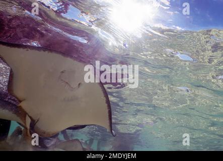 Southern Stingrays (Hypanus americanus) in shallow water in South ...