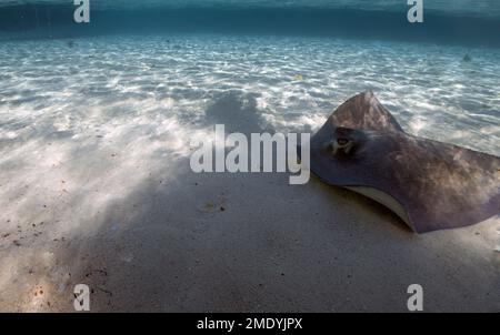 Southern Stingrays (Hypanus americanus) in shallow water in South ...