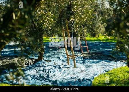 Harvesting fresh olives from agriculturists in an olive tree field in ...