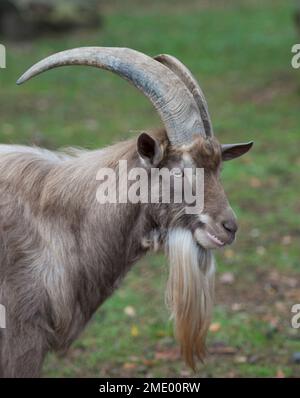 Closeup shot of the goat with long hair standing in the farm with ...