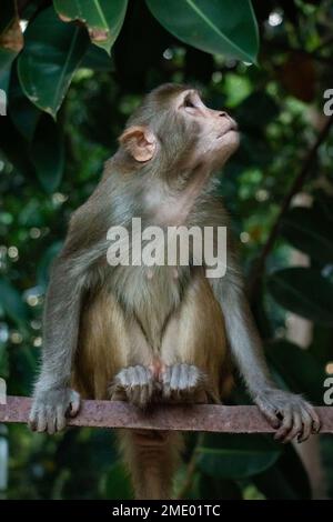 Vertical shot of an adorable monkey sitting on a stone with closed eyes ...