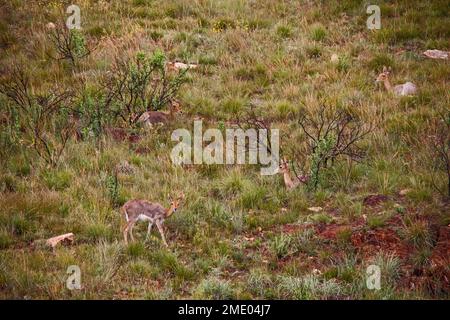 Mountain Reedbuck ( Redunca fulvorufula) grazing in an inner city ...