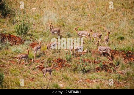Mountain Reedbuck ( Redunca fulvorufula) grazing in an inner city ...