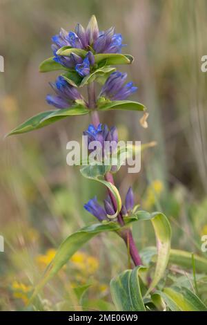 blue flowers of a cross gentian on an alpine meadow Stock Photo - Alamy
