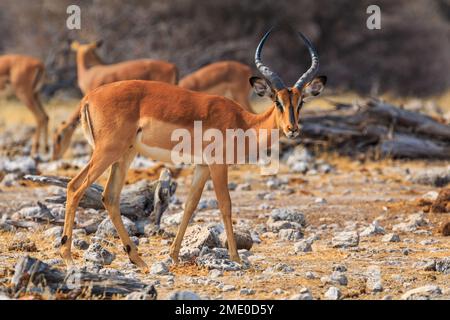 Springbok, medium-size antelope in natural habitat in Etosha National ...