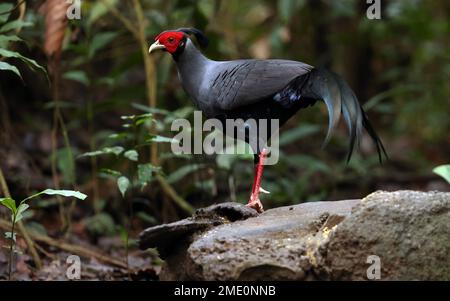Siamese Fireback (Lophura diardi) adult female standing on forest floor ...