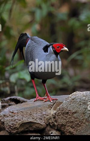 Siamese Fireback (Lophura diardi) adult male standing on rock Cat Tien ...