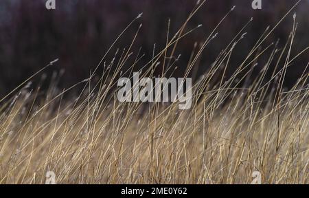 Soft focus hay Dry grass Sunset in the field. Close view of grass stems ...