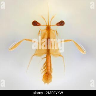 Mantis shrimp larval form Stock Photo - Alamy