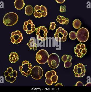 Starfish emryo development stages Stock Photo - Alamy