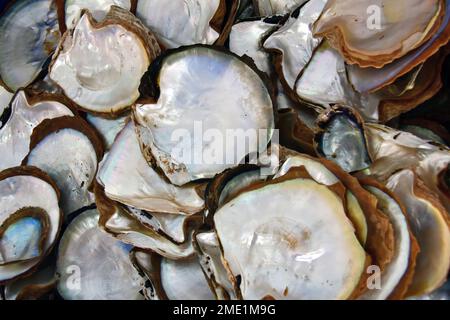 clam shell, pearl farm at Halong Bay, Vietnam, Asia Stock Photo - Alamy
