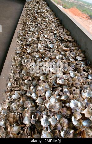 clam shell, pearl farm at Halong Bay, Vietnam, Asia Stock Photo - Alamy