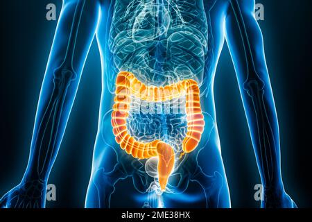 Large intestine or colon or bowels 3D rendering illustration close-up ...