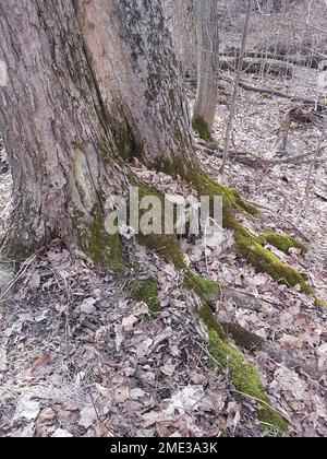 A scenic vertical shot of a mossy trail on a sandy shore leading to the ...