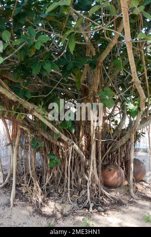 Ficus benghalensis tree Stock Photo - Alamy