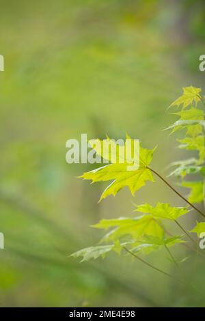 Green maple leaves in spring Stock Photo - Alamy