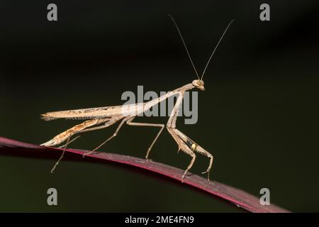 Asian Jumping Mantis (Statilia maculata Stock Photo - Alamy