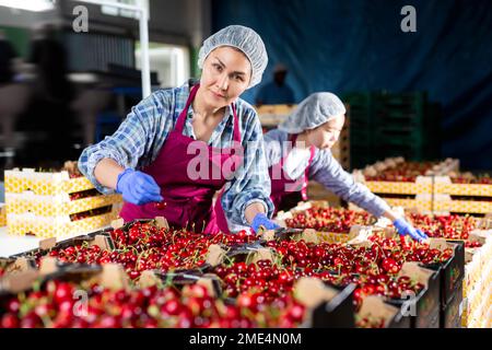 Women in cherry warehouse Stock Photo - Alamy