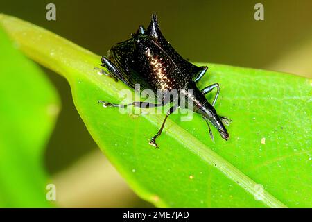 Four spineback weevil (Scolopterus aequus Stock Photo - Alamy