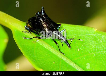 Four spineback weevil (Scolopterus aequus Stock Photo - Alamy