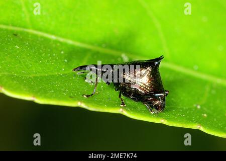 Four spineback weevil (Scolopterus aequus Stock Photo - Alamy