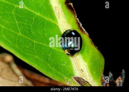 Steelblue ladybird ladybug beetle Stock Photo - Alamy