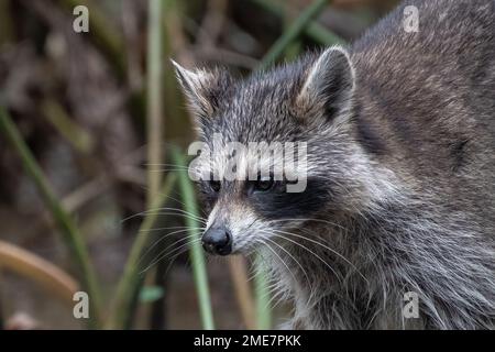 A raccoon pictured in a Louisiana swamp Stock Photo - Alamy