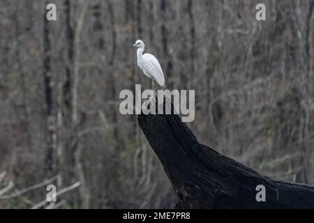 A juvenile little blue heron on a tree stump in Louisiana swamp Stock ...