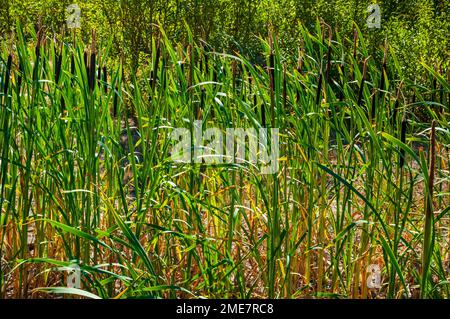 Cracked mud and rushes at the site of a demolished firebrick factory at ...