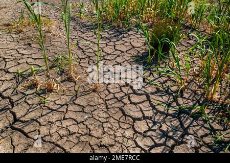 Cracked mud and rushes at the site of a demolished firebrick factory at ...