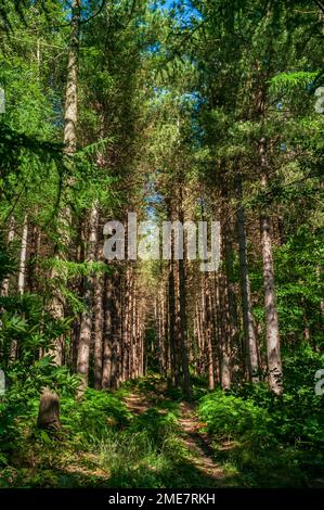 Tightly-packed plantation of evergreen trees grown for timber in ...