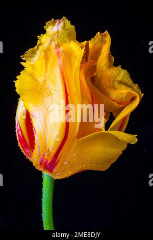 Dew Covered Tulip Stock Photo - Alamy