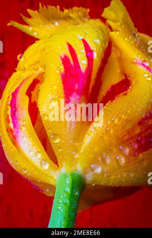 Lovely Fancy Red Tulip Stock Photo - Alamy