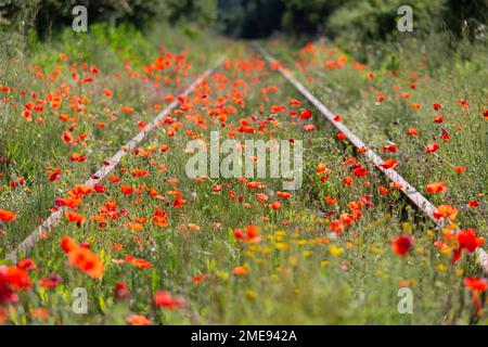 Train tracks overgrown with wild poppies in Tuscany, Italy Stock Photo ...