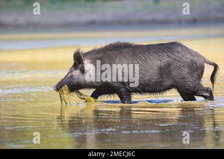 California Wild Boar/ Feral Pig Hybrid. The Spanish and Russians ...