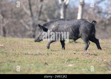 California Wild Boar/ Feral Pig Hybrid. The Spanish and Russians ...