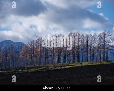 Windbreak forest of larch Stock Photo - Alamy