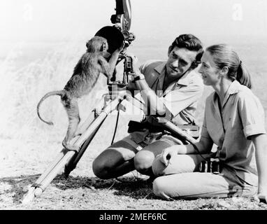 Jane Goodall, her husband Hugo van Lawick, and their son, Grub. ca 1976 ...