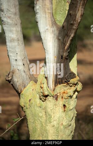 Fever Tree (Vachellia xanthophloea), detail of bark, Kruger National ...