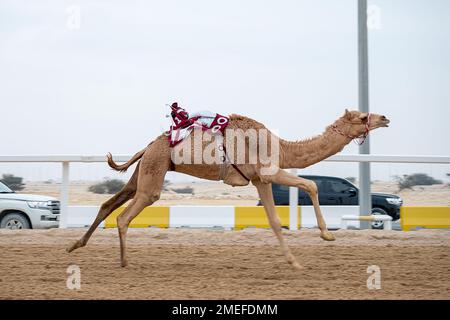 Camel Racing Track Shehania Doha Qatar. traditional arab culture of ...