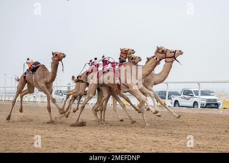Camel Racing Track Shehania Doha Qatar. traditional arab culture of ...