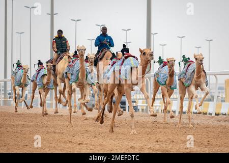 Camel Racing Track Shehania Doha Qatar. traditional arab culture of ...