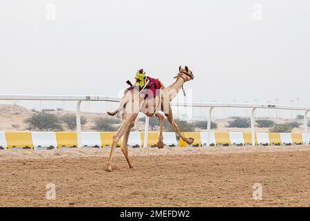 Camel Racing Track Shehania Doha Qatar. traditional arab culture of ...