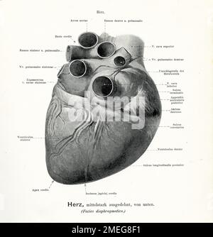 Vintage illustration of anatomy, heart musculature: section parallel to ...