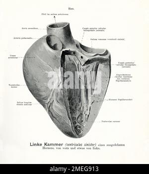 human heart anatomy. Educational diagram showing blood flow with main ...