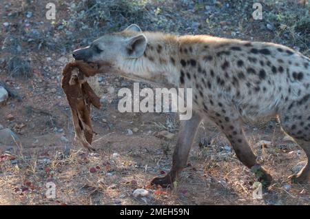 Spotted Hyena (Crocuta crocuta) with hide of antelope, Kruger National ...
