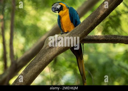 A blue-and-yellow macaw that zookeepers named Juliet flies outside the ...