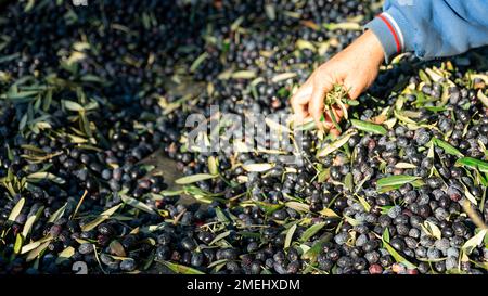Olive picking time , Peasant Hands during Olives Harvesting , Farmer ...
