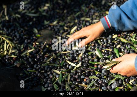 Olive picking time , Peasant Hands during Olives Harvesting , Farmer ...